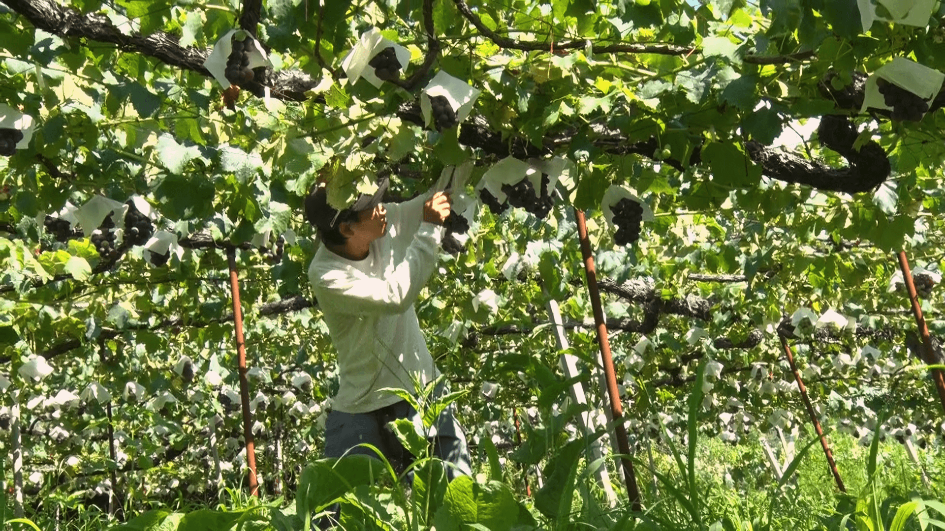 【終了】ペイザナ× IMADEYA ほろよいワークショップ | IMADEYA ONLINE STORE